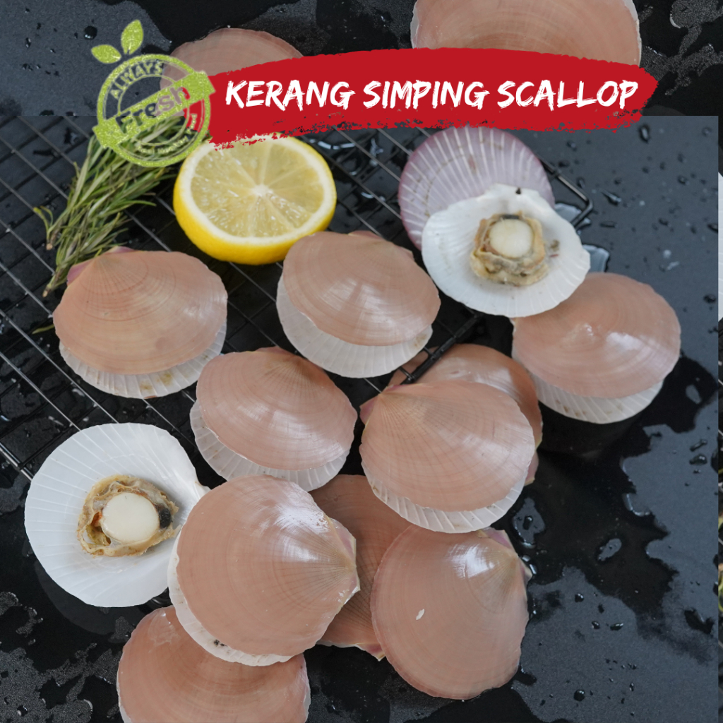Jual Kerang Simping Scallop Fresh 1kg | Shopee Indonesia