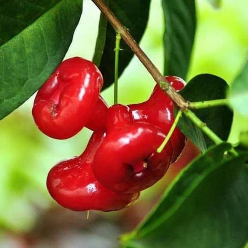 Jual JAMBU AIR KANCING/LILI PILY CANGKOK | Shopee Indonesia