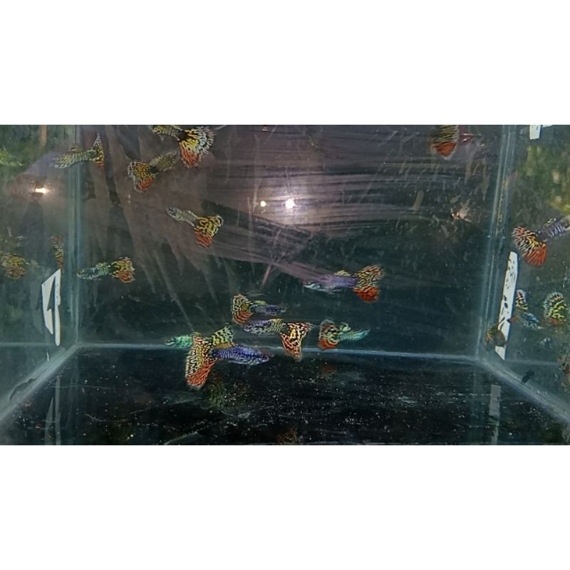 Jual Guppy platinum yellow tiger | Shopee Indonesia