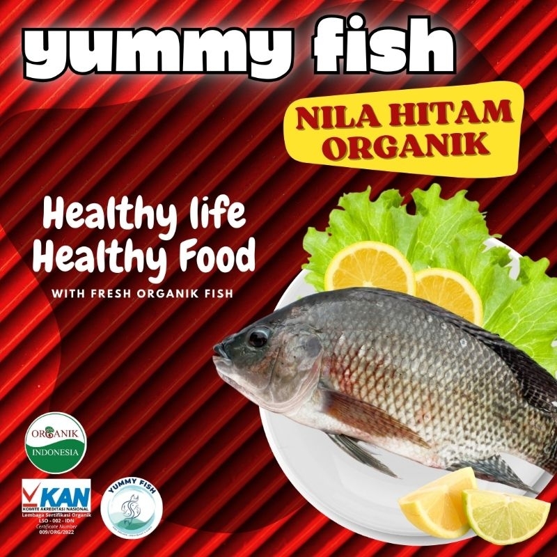 Jual IKAN NILA HITAM ORGANIK 500 - 600 gram | Shopee Indonesia