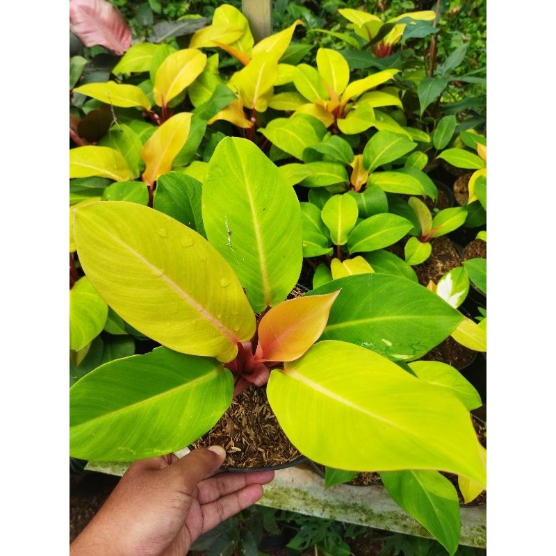 Jual tanaman hias philo lemon orange juice - philodendron orange juice ...