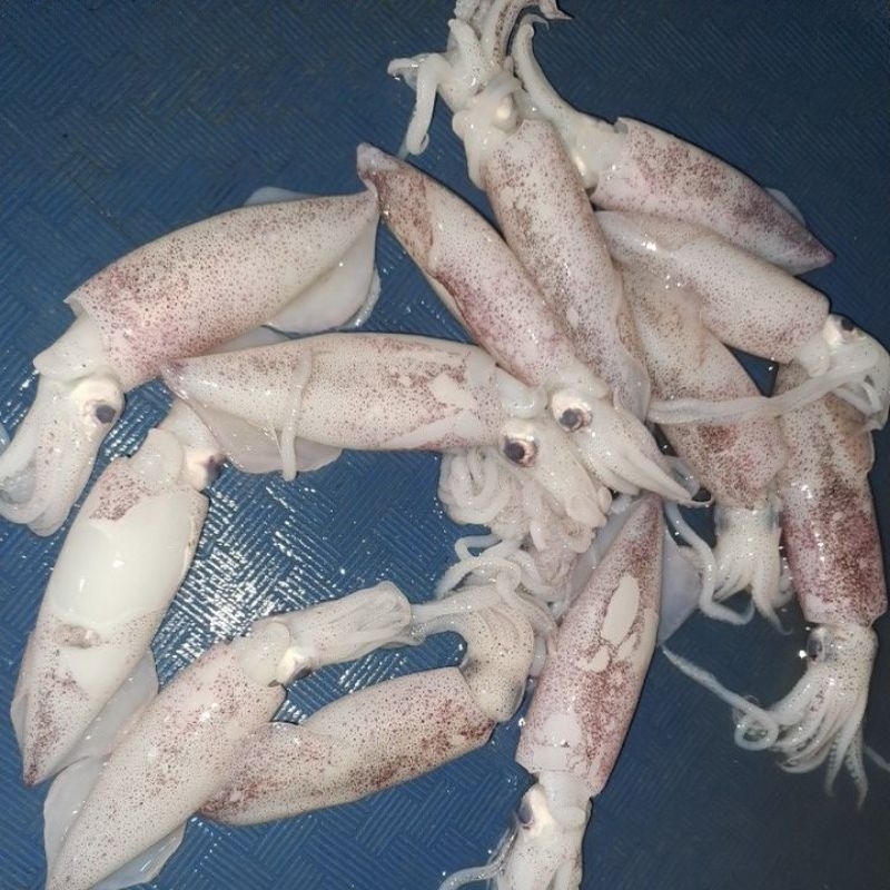 Jual Cumi Laut super | Shopee Indonesia