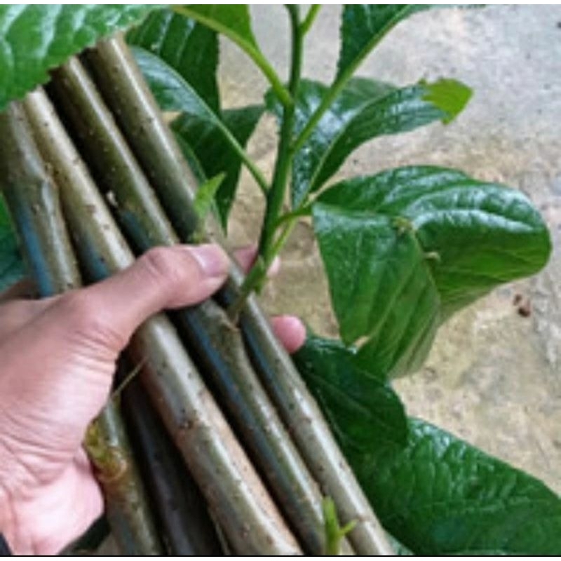 Jual Batang stek daun afrika per batang | Shopee Indonesia