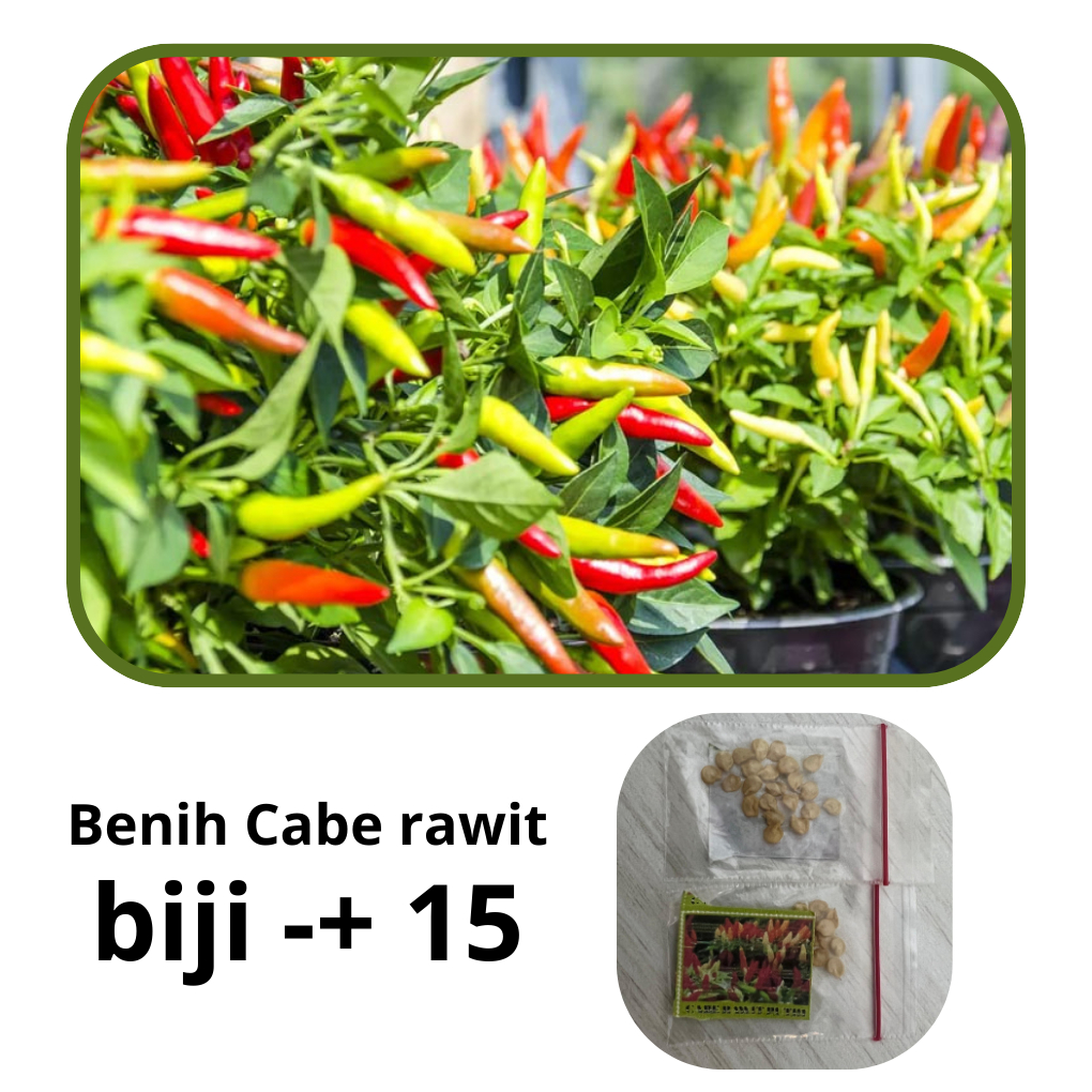 Jual Benih Cabe Rawit Setan Prentul Unggul Isi 15 Biji Butir Siap Tanam ...