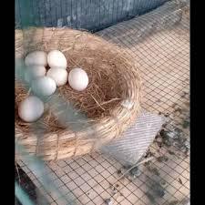 Jual TARANGAN SARANG JERAMI DAMI PADI TEMPAT BERTELUR BURUNG PERKUTUT ...