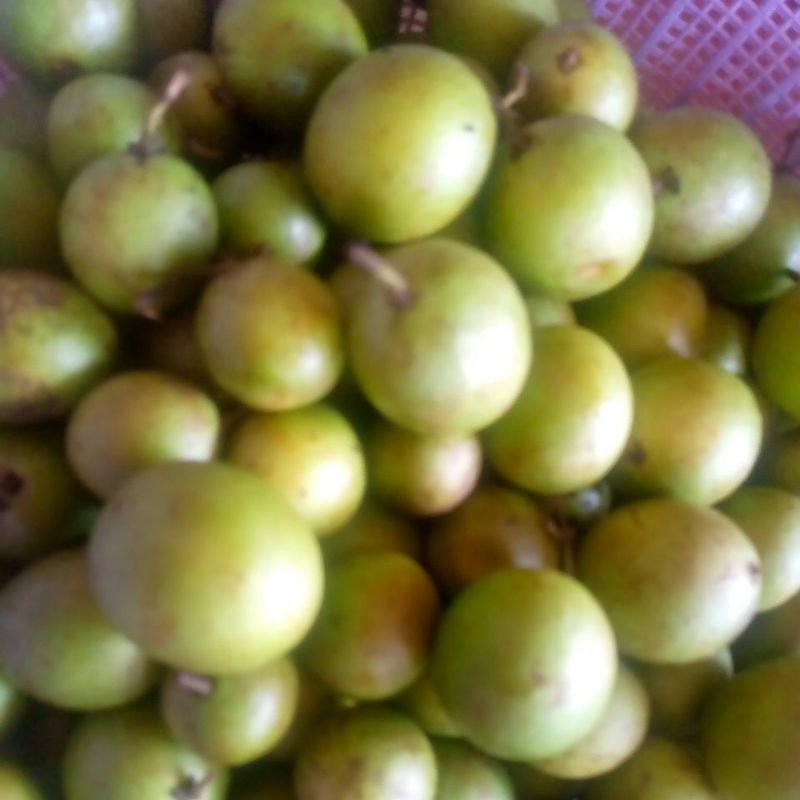 Jual Buah Jatake Gandaria segar | Shopee Indonesia
