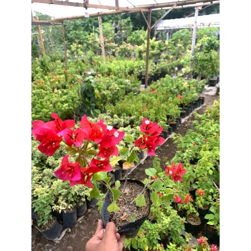 Jual Tanaman hias Bougenville Merah Cabe/Red Chili (ORI) warna yang ...