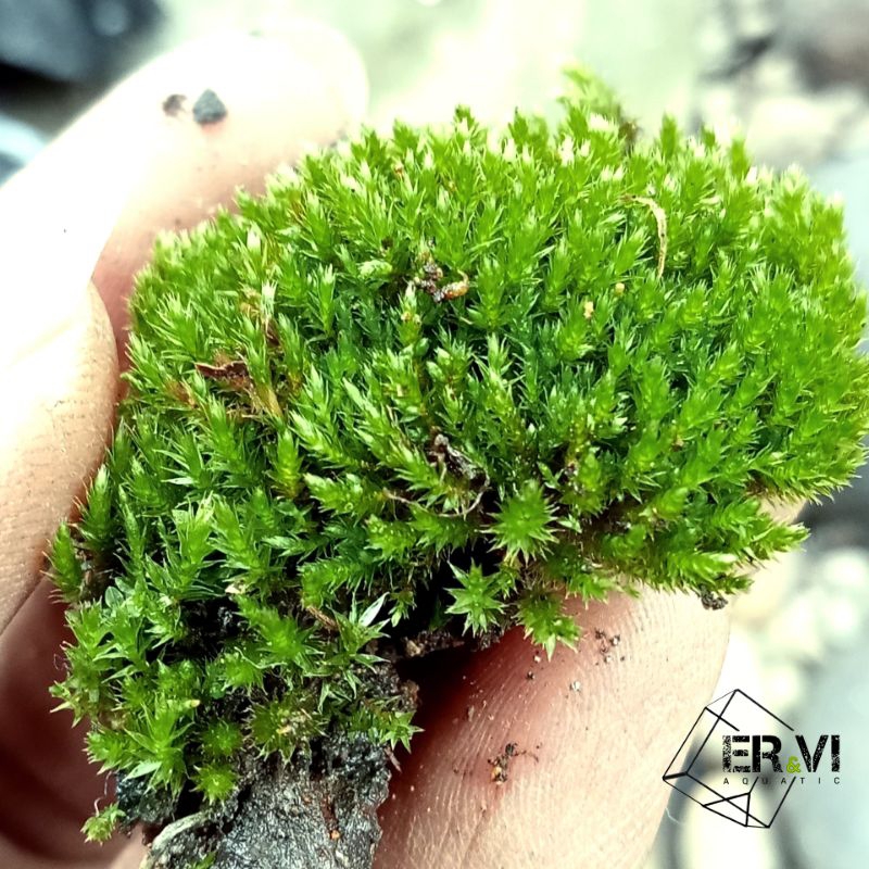 Jual Living moss / moss terrarium paludarium vivarium bonsai / lumut ...