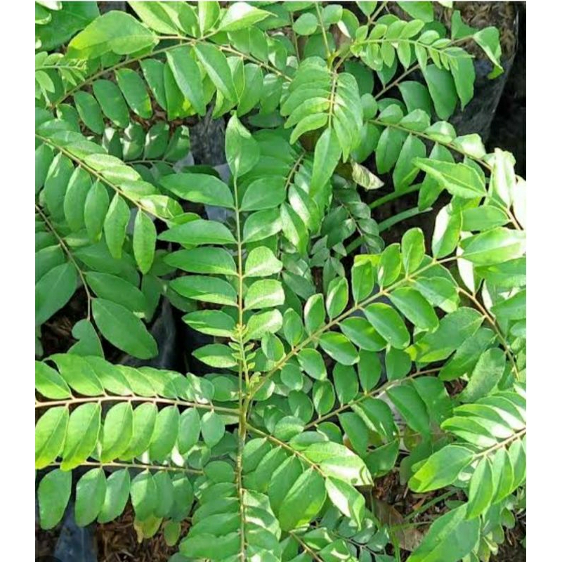 Jual Tanaman Daun Kari/Salam Koja | Shopee Indonesia