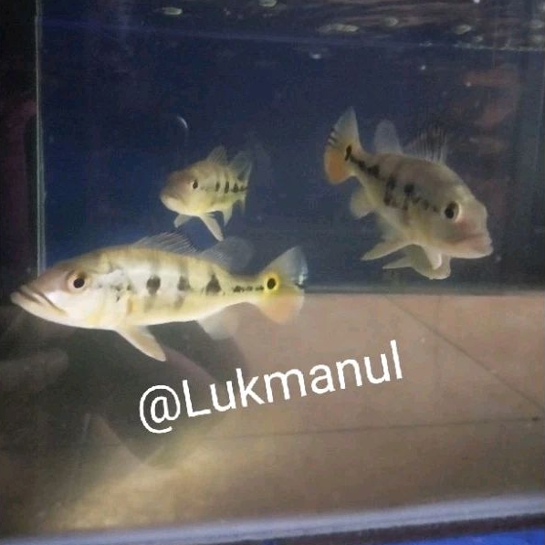 Jual Ikan pbass mono peacock bass monoculus | Shopee Indonesia