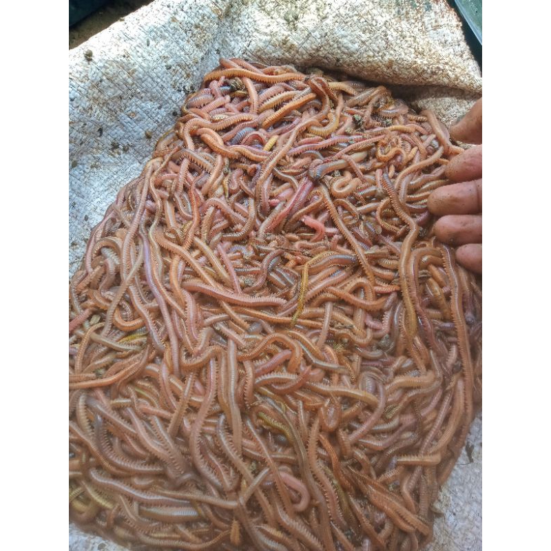 Jual cacing laut/cacing naga kualitas terbaik ukuran besar | Shopee ...