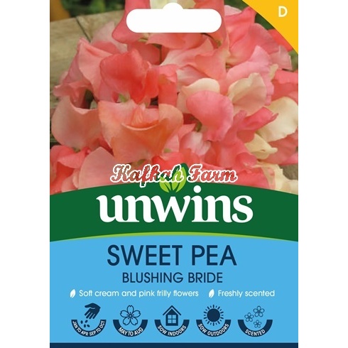 Jual Benih 3 Biji Bunga SWEET PEA Blushing Bride | Shopee Indonesia