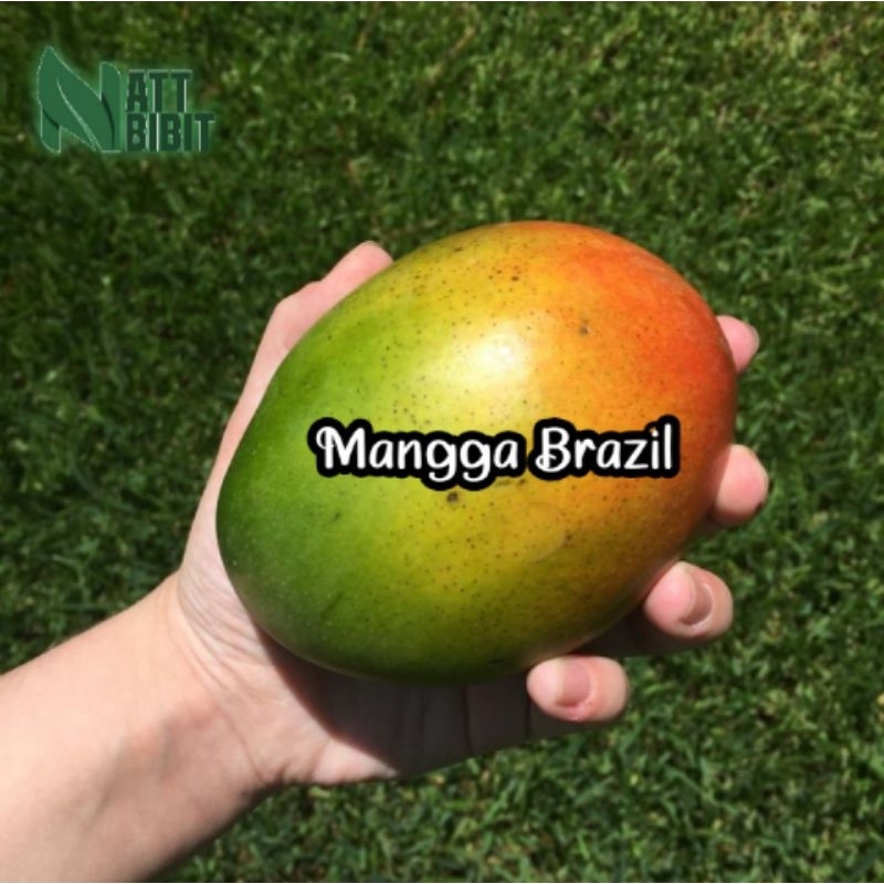 Jual BIBIT MANGGA IMPORT BRAZIL OKULASI (COCOK TANAM DI POT) | Shopee ...