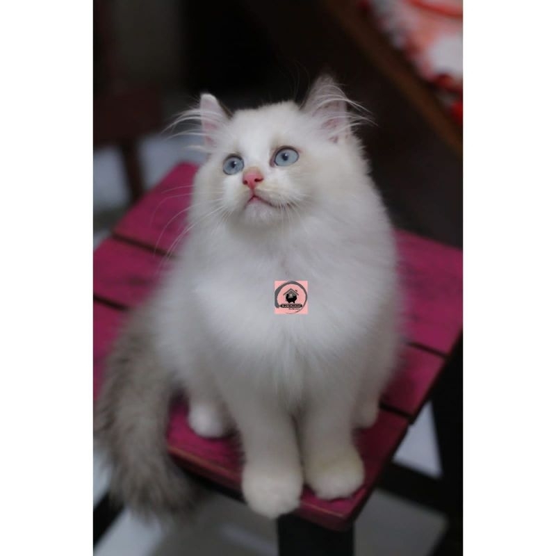 Jual requestbolabulu ragdoll pure jantan 3 bullan | Shopee Indonesia