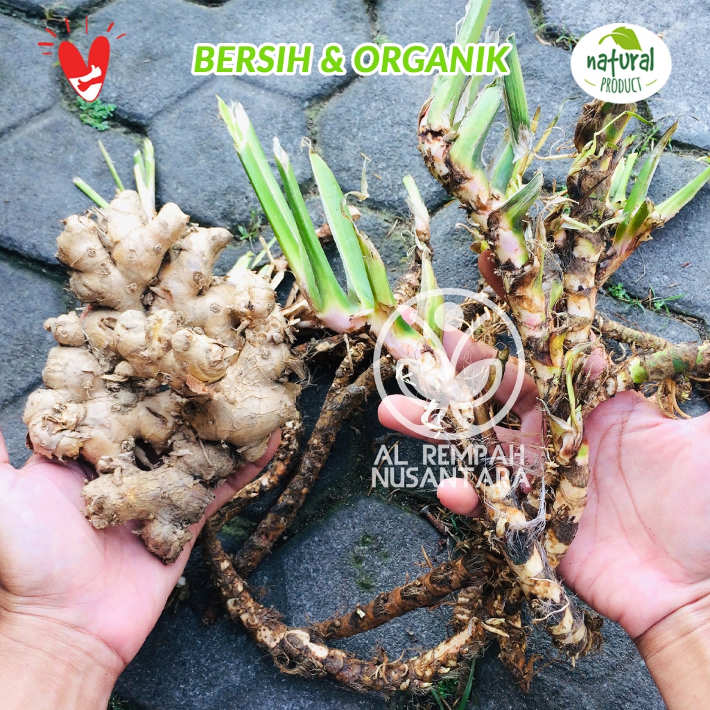 Jual Dlingo Bengle 500gr Paket Sawan Anak | Shopee Indonesia