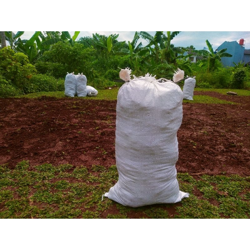 Jual rumput gajah mini 1 karung | Shopee Indonesia