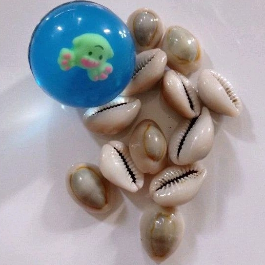 Jual Set Bola Bekel / Bekles Beklen Isi 10 Pc Kerang Kuwuk Asli ...