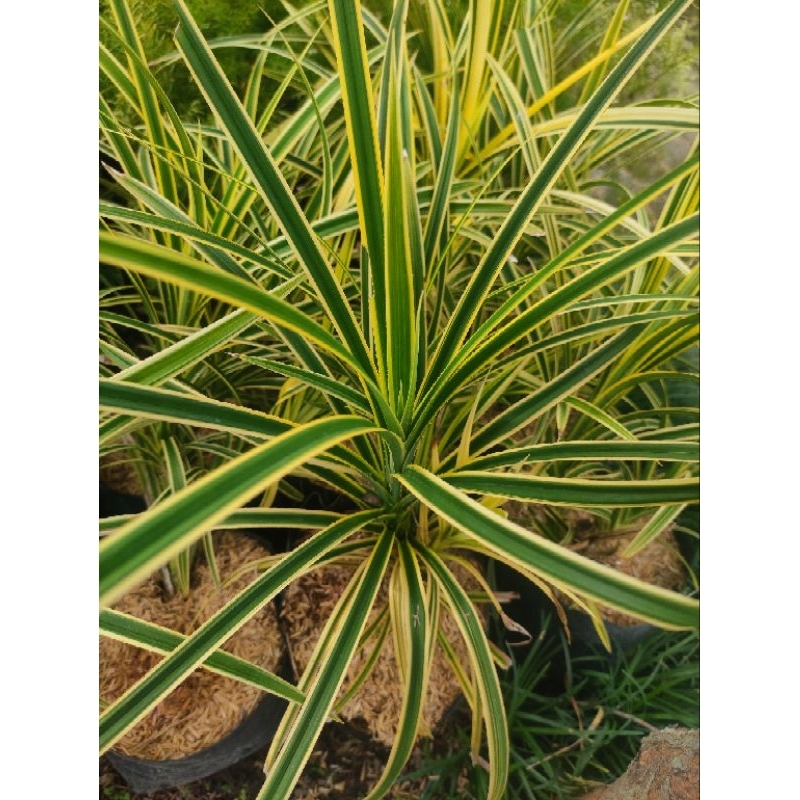 Jual Pandan Belgi Variegata Kuning | Shopee Indonesia