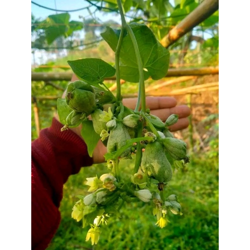 Jual Benih labu Siam jenis anggur/labu jipang/labu super siap tanam ...