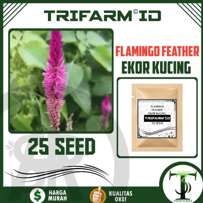 Jual TRIFARM 25 Biji Benih Bibit Bunga Flamingo Feather Ekor Kucing ...