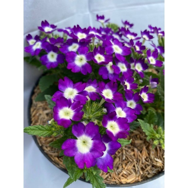 Jual Bunga VERBENA - Tanaman Hidup Bunga Hias Verbena - Bunga Verbena ...