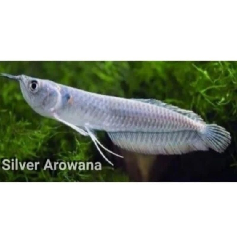 Jual Silver Arwana ukuran 9-10 cm | Shopee Indonesia