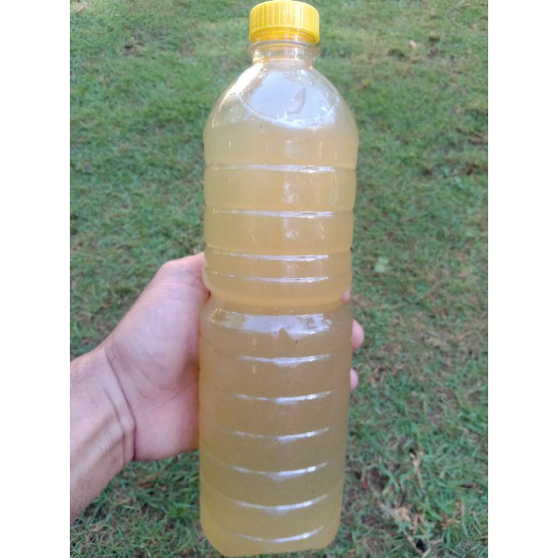 Jual Air Nira Aren Murni Asli 1liter Nira Pohon aren | Shopee Indonesia