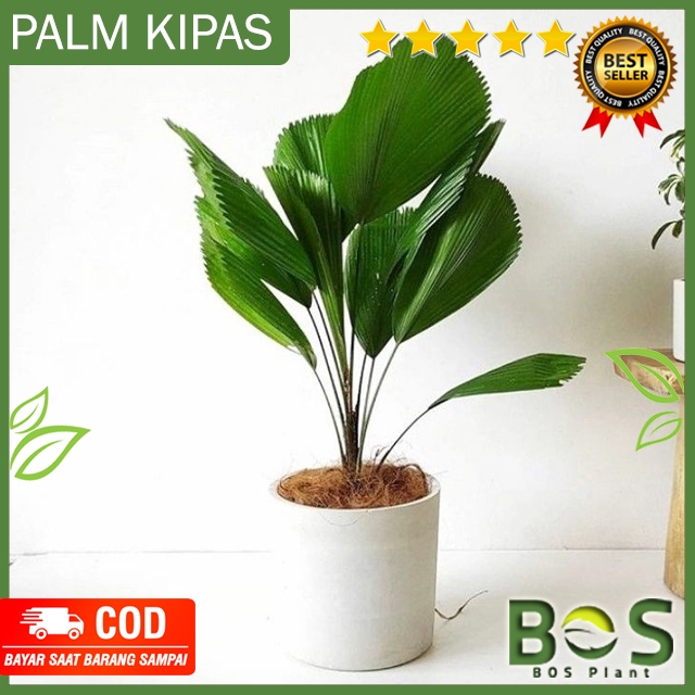Jual Bosplant - Bibit Tanaman Hias Palem Kol Atau Palem Kipas Tanaman ...