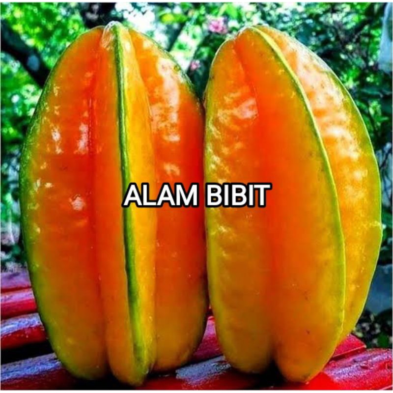 Jual BIBT BELIMBING BANGKOK OKULASI (COCOK DI TANAM POT) | Shopee Indonesia
