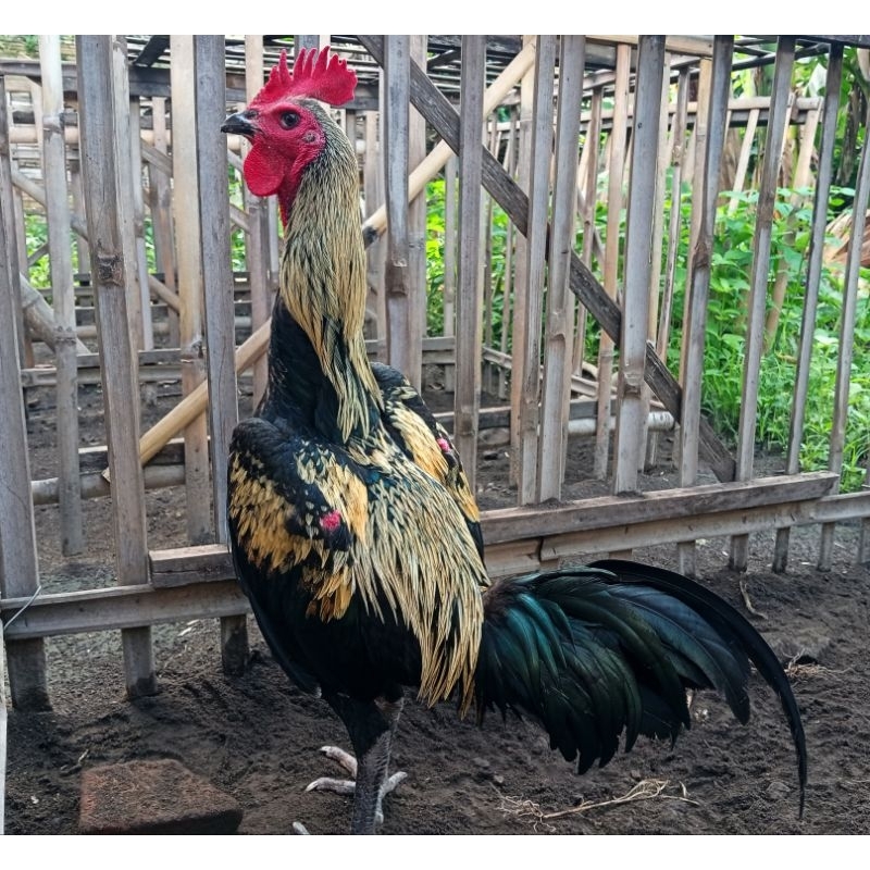 Jual Telur Fertil Telur Ayam Aduan Mix 5 Butir Jenis Telur | Shopee ...