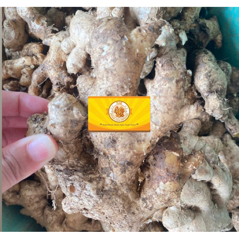 Jual JAHE GAJAH/ JAHE PUTIH / White Ginger / Bumbu Dapur | Shopee Indonesia
