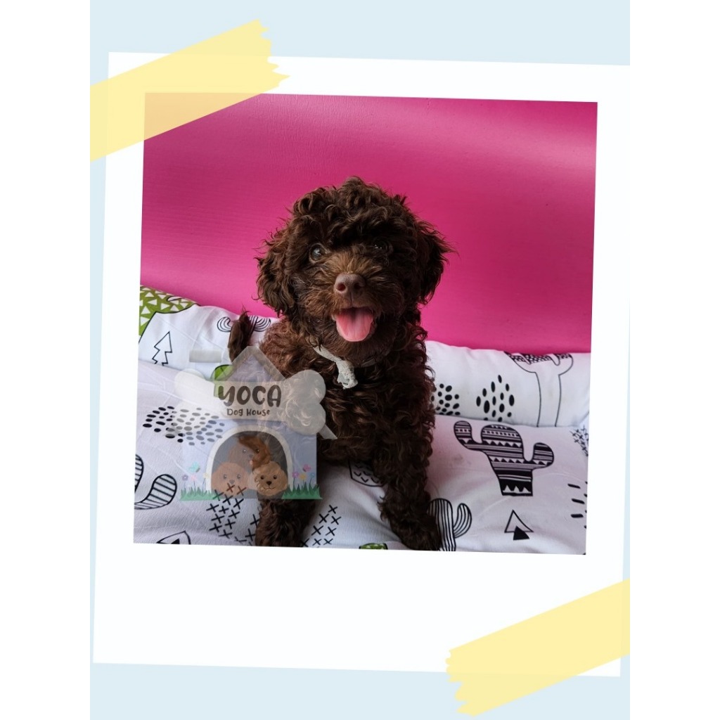 Jual Anjing Poodle Warna Choco (Choco Poodle) | Shopee Indonesia