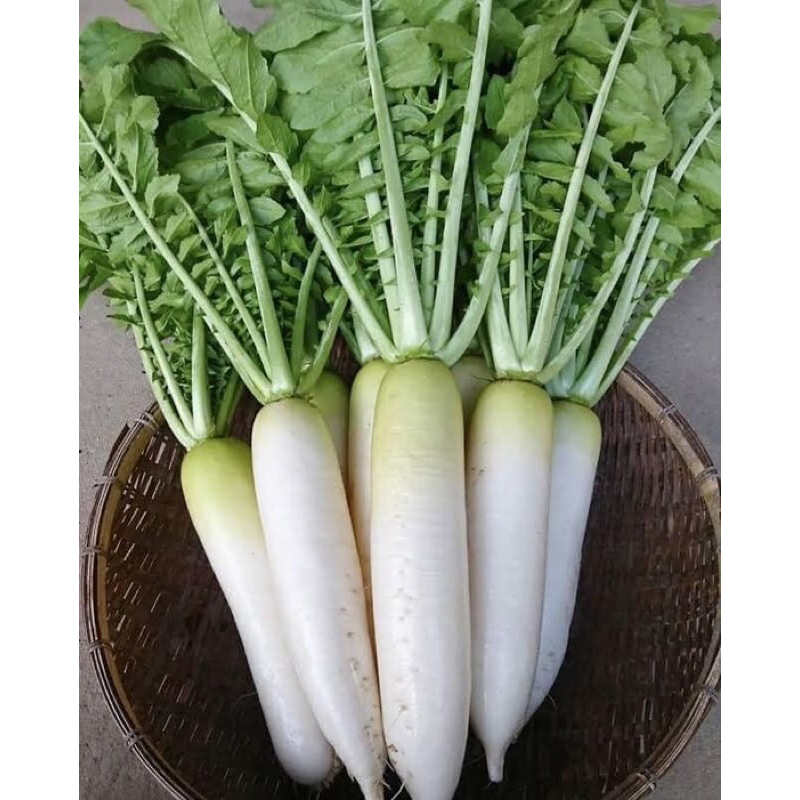 Jual LOBAK PUTIH 1kg / SAYUR LOBAK PUTIH 1kg | Shopee Indonesia