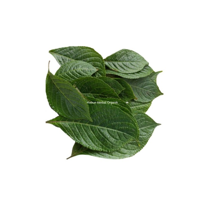 Jual Daun Keji Beling Ki Beling Pecah Beling Segar 500 gram | Shopee ...