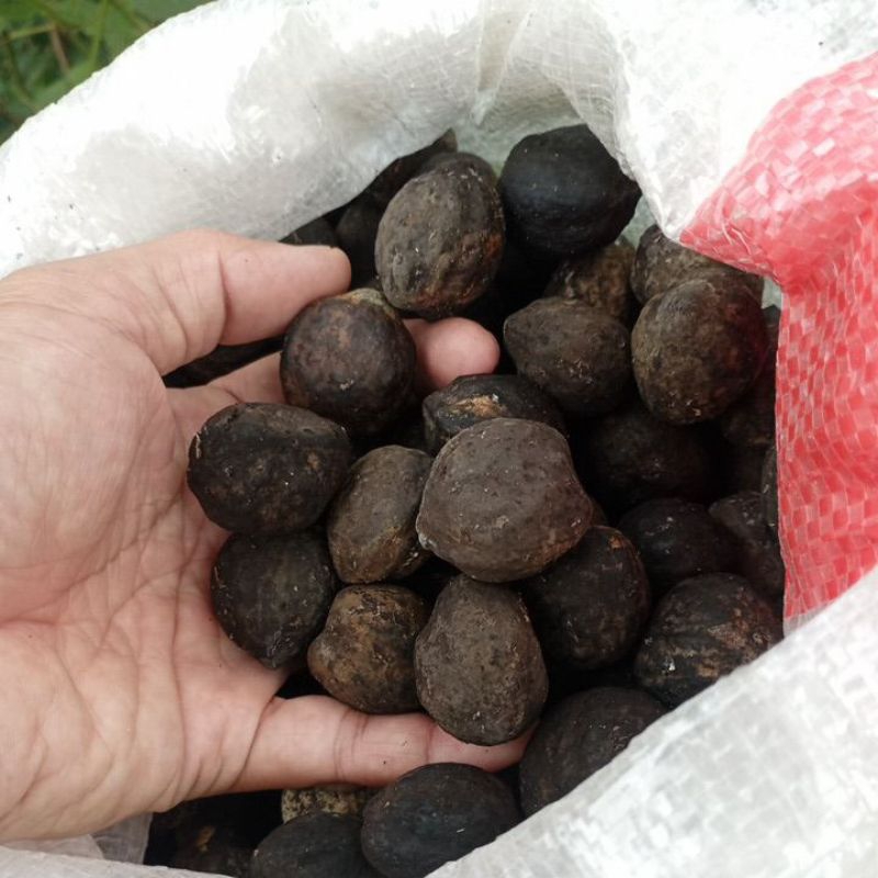 Jual Kemiri atau Muncang untuk aduan hasil mulung hutan | Shopee Indonesia