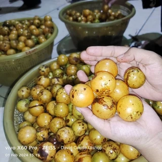 Jual Buah Jatake Terlengkap & Harga Terbaru Agustus 2024 | Shopee Indonesia
