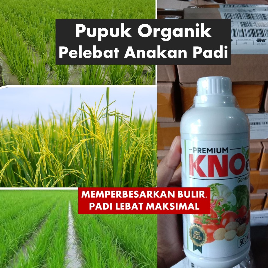 Jual Pupuk Premium KNO3 Pelebat Anakan Padi Penambah Bobot Bulir Padi Semakin Besar, Tahan Musim ...