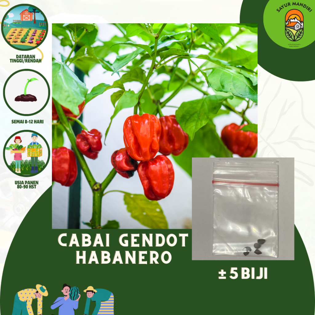 Jual Benih Cabai Gendot Habanero Seribuan | Shopee Indonesia