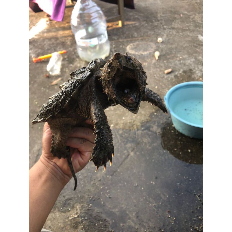 Jual mainan anak AST. aligator snapping turtle | Shopee Indonesia