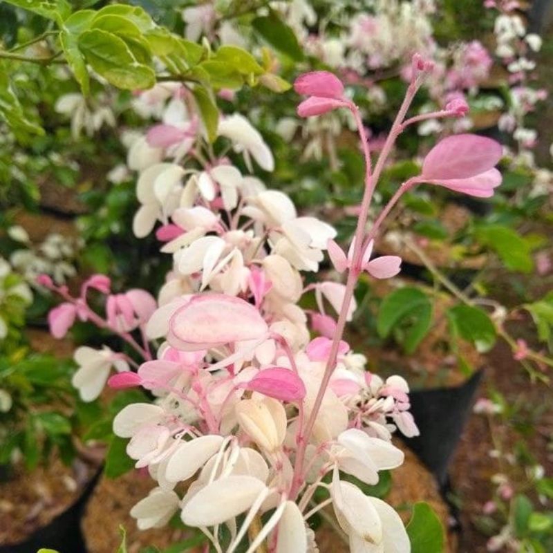 Jual bahan bonsai tanaman hias asem Londo varigata | Shopee Indonesia