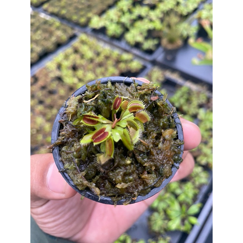 Jual Venus Flytrap (Finetooth x red) Tanaman Pemakan Serangga Ukuran 2 ...