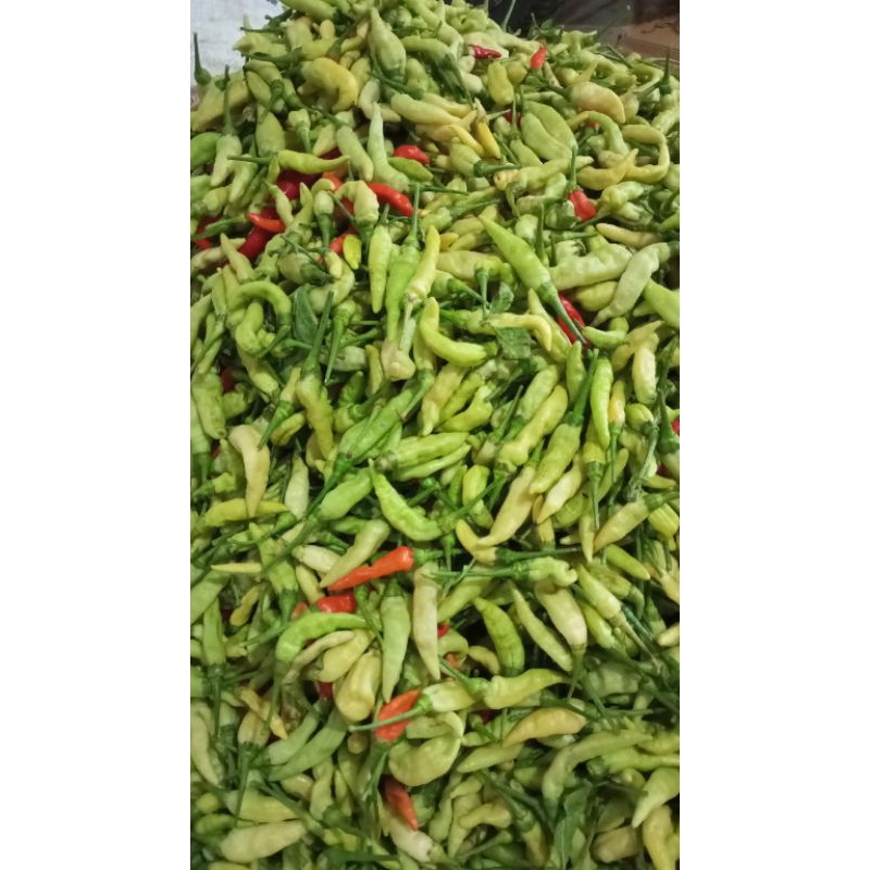 Jual cabai hijau segar pedas fress 1KG | Shopee Indonesia
