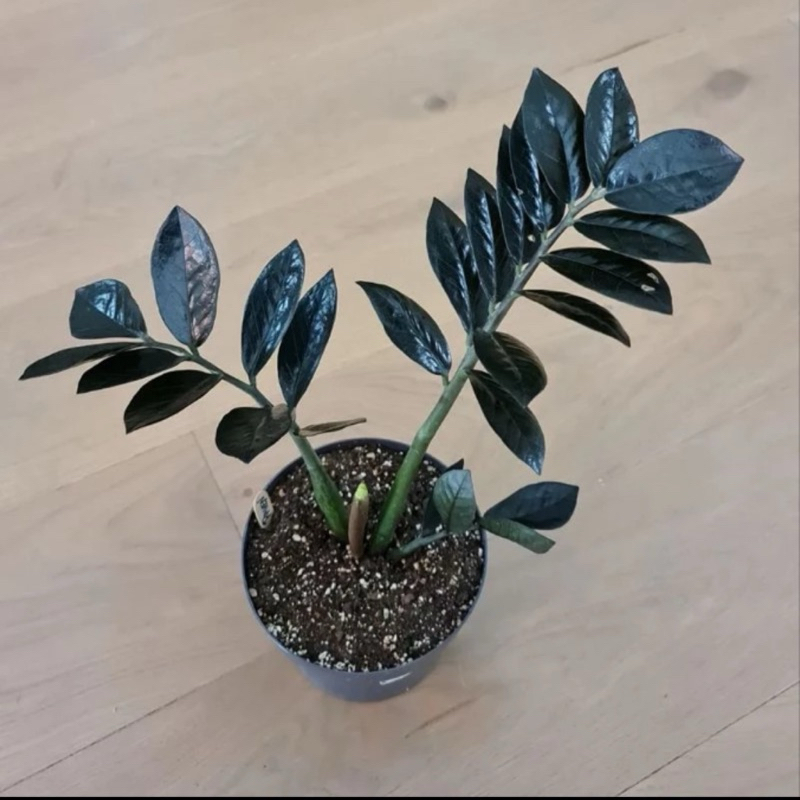 Jual zamia black raven original ekspor / zamia hitam // zamia dollar ...