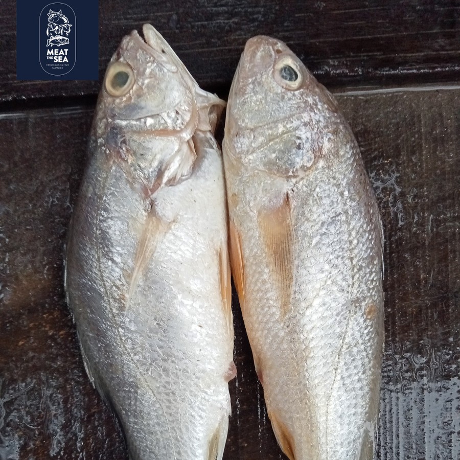 Jual Ikan Samge Fresh - DIBERSIHKAN | Shopee Indonesia