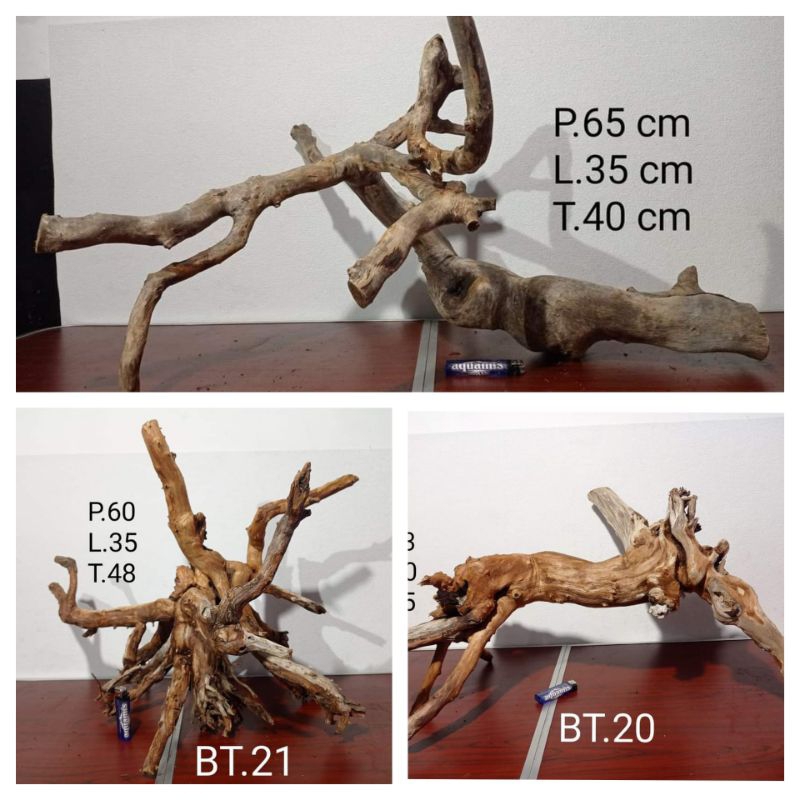 Jual BT kayu santigi lanang model bongol 60-100cm | Shopee Indonesia