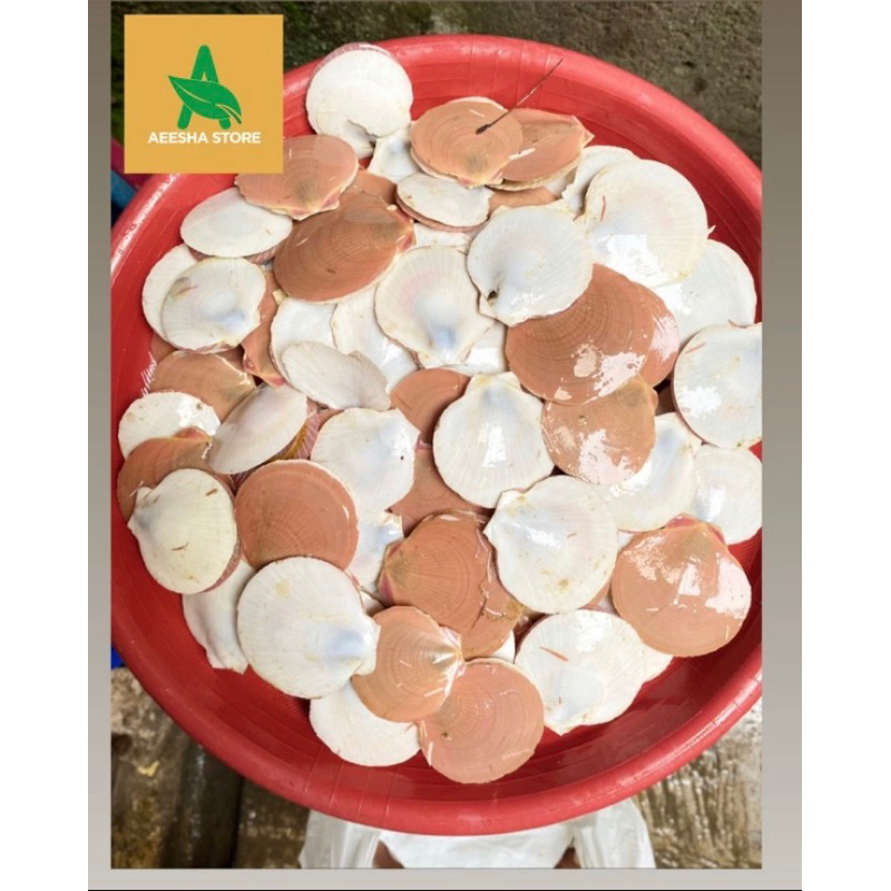 Jual Kerang Simping Scallop Utuh 1000gr | Shopee Indonesia