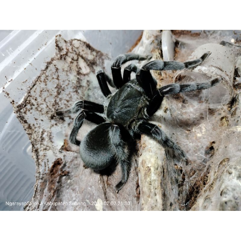 Jual selenocosmia javanensis | Shopee Indonesia