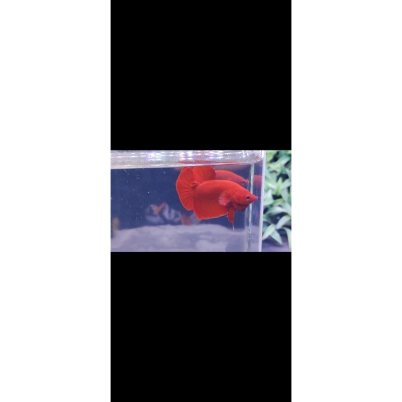 Jual super red cupang | Shopee Indonesia