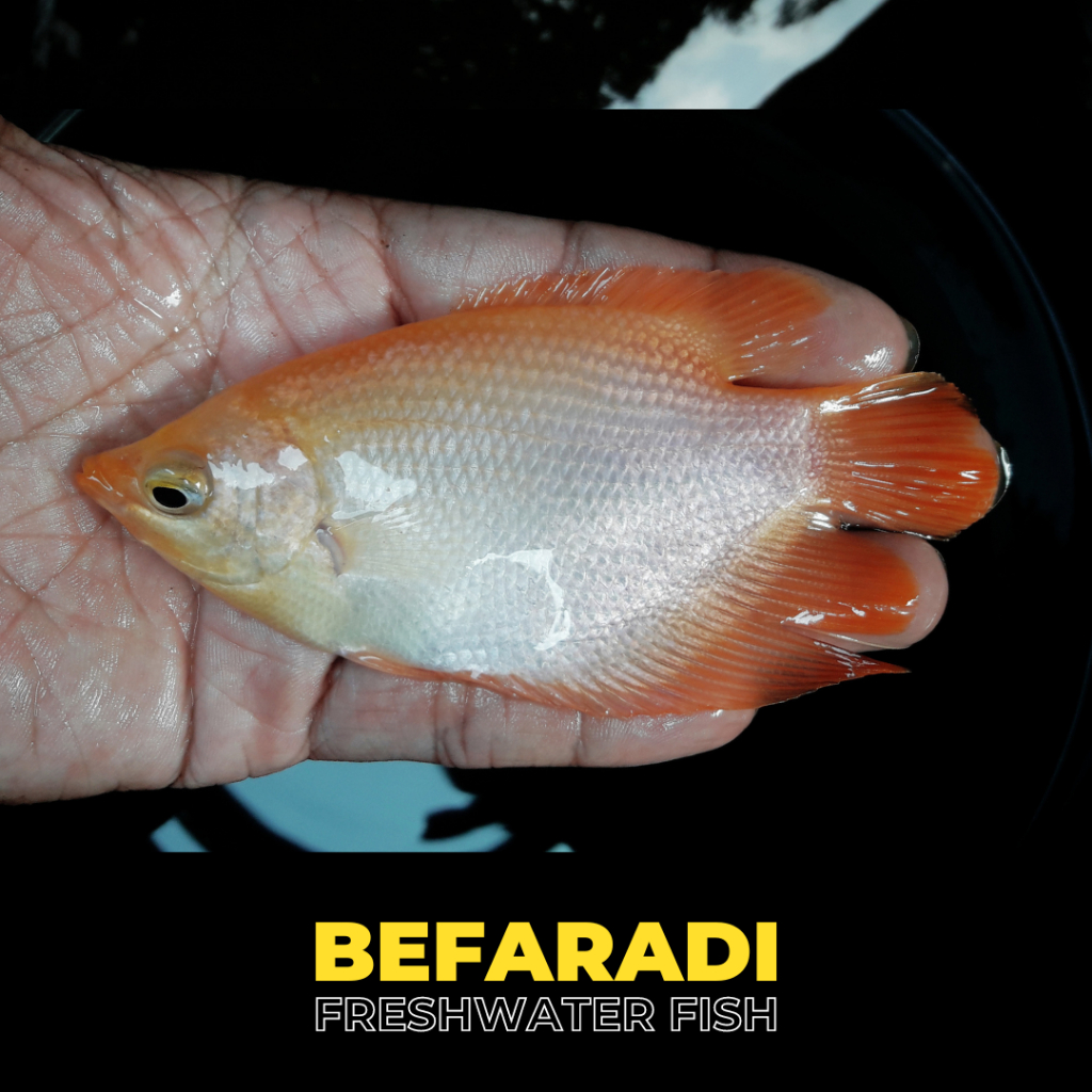 Jual Gurame Padang 10 Cm Isi 5 Ekor | Shopee Indonesia