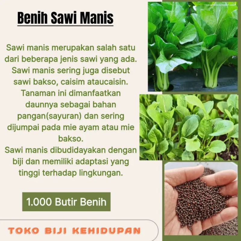Jual 1.000 BIJI BENIH SAWI/CAISIM MANIS (REPACK) | Shopee Indonesia